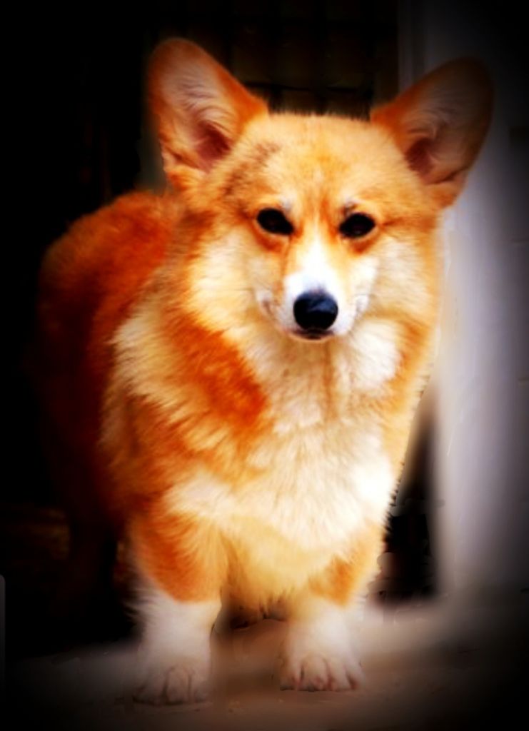 Accueil - Elevage de Solemel - eleveur de chiens Welsh Corgi Pembroke